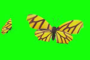 3D Butterfly Animation - Free Template Shop